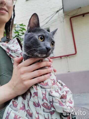 Кошка в добрые руки