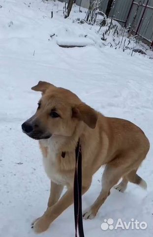 Собака в добрые руки отдам бесплатно