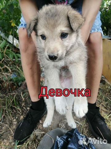 Собака в добрые руки щенок