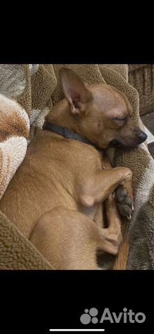 Ищем девочку той терьеру