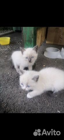 Отдам в добрые руки