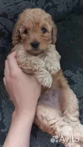 Карликовый пудель