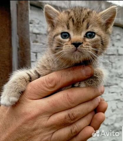 Котенок мальчик Ричард шотландский 2мес