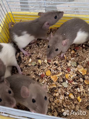 Крысята дамбо