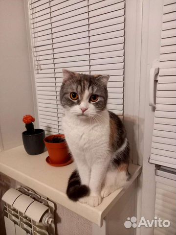 Кошки