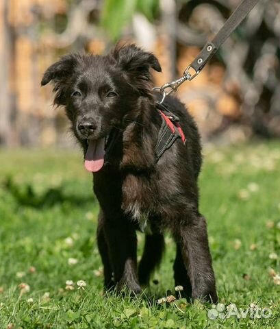 Щенок в добрые руки