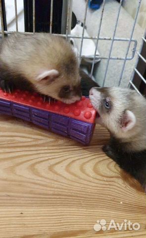 Хорек животное