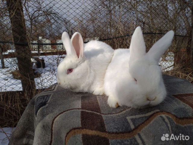 Кролики молодняк