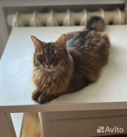 Кот сомалийский