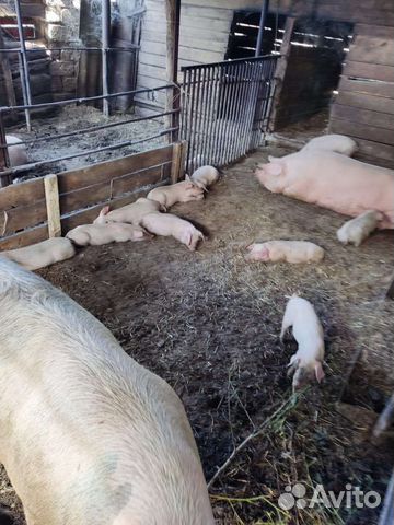 Поросята