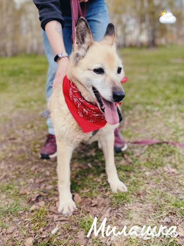 Собачка хочет домой