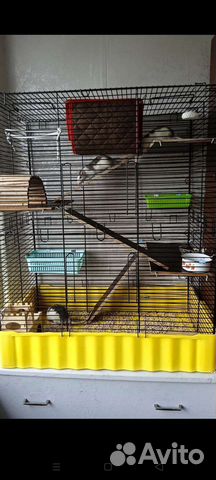 Клетка с крысами