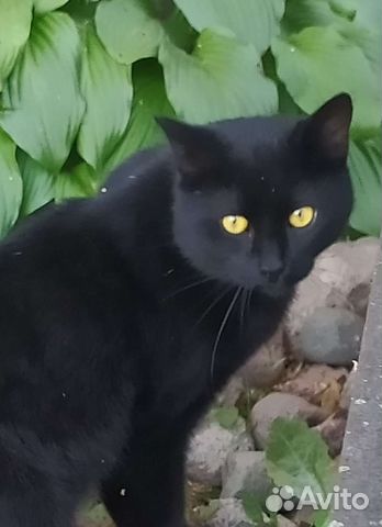 Осиротел домашний кот