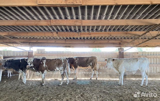 Продаются быки