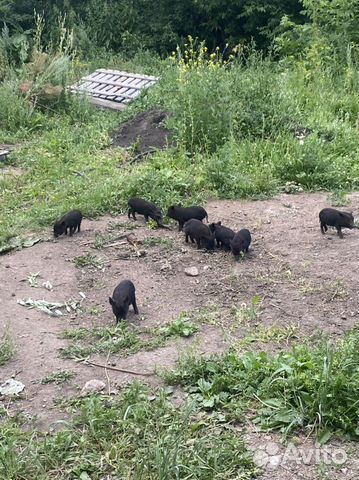 Поросята кармалы