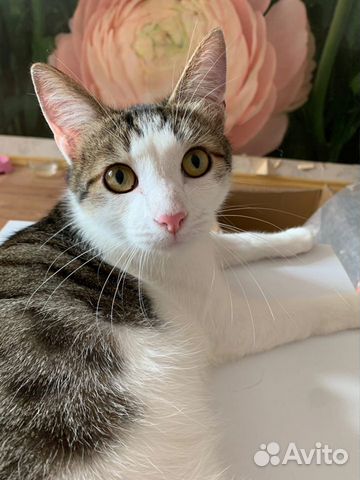 Котик Юпитер 1 годик