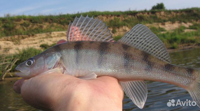 Живая рыба судак зарыбление