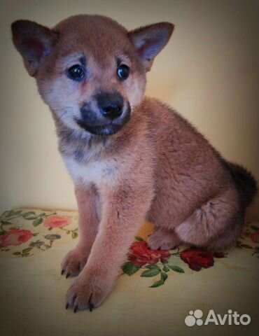 Сиба ину мальчик готов ехать к Вам домой