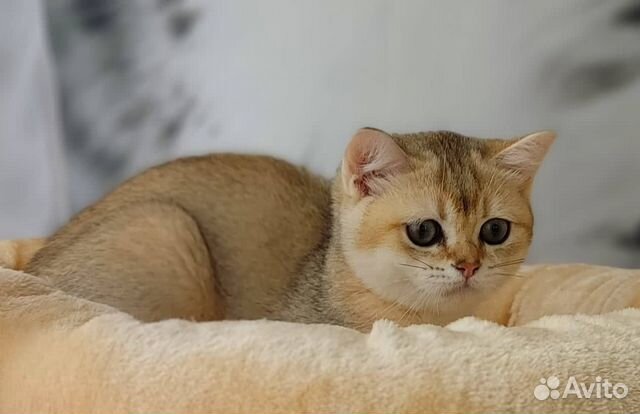 Британский котик золотой шиншиллы, несет шоколад