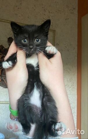 Котята в добрые руки бесплатно