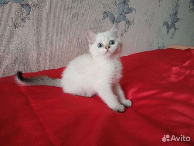 Питомник, шотландский котик