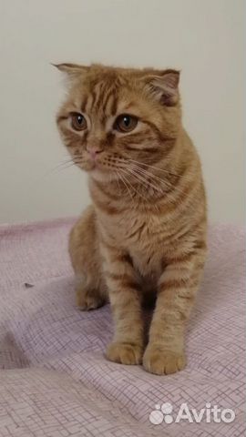 Стерилизованная Злата ищет дом