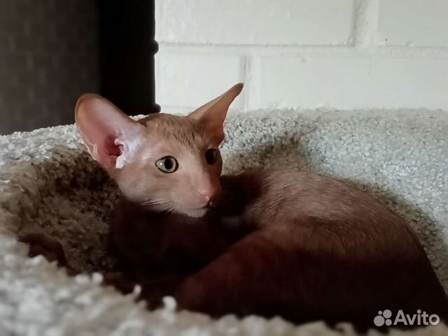 Ориентальный котик