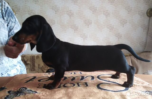 Такса стандартная гладкошерстная