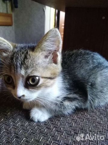 Котенок в добрые руки