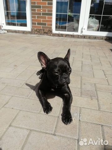 Отдам в добрые руки