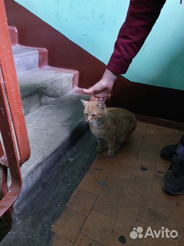 Котика подбросили в подъезд