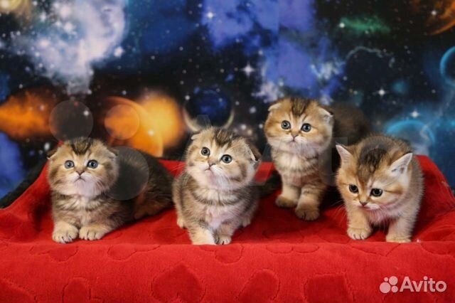 Кошечка Глаша золотого окраса, есть братики