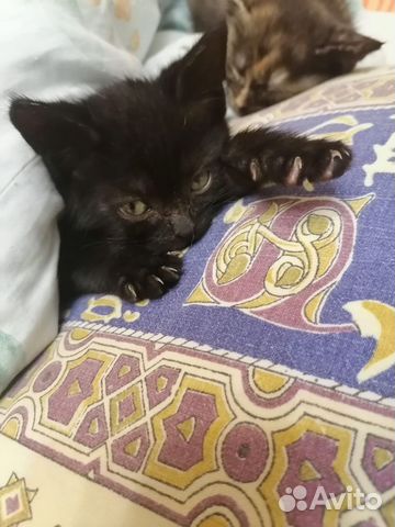 Котенок-мальчик Уголек,2 мес