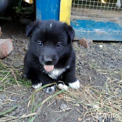 Собака