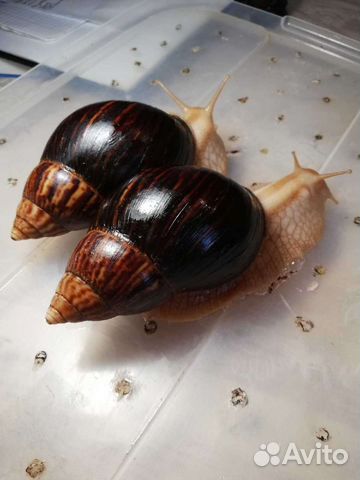 Улитки ахатины альбопикты