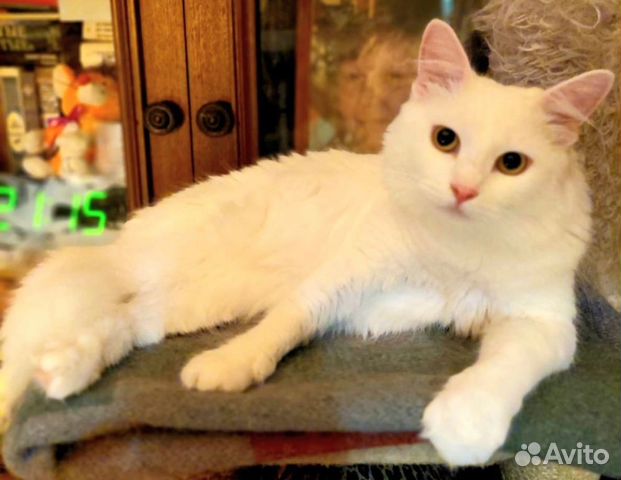 Ищет дом белянка Адель