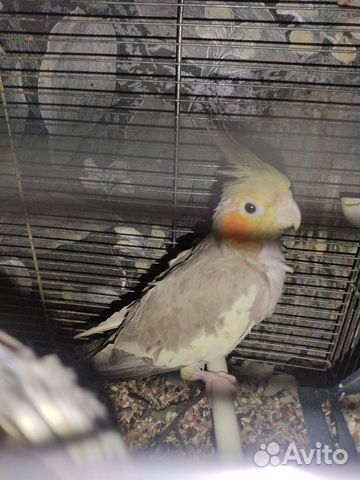 Два попугая. Корелы