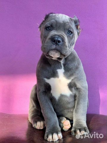 Кане Корсо серый мальчик