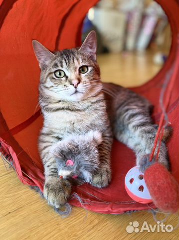 Котенок нуждается в доме