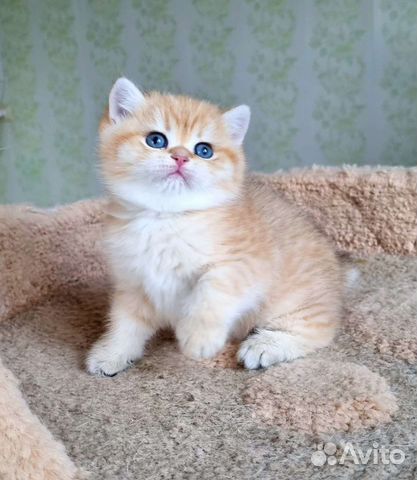 Золотой пирожок