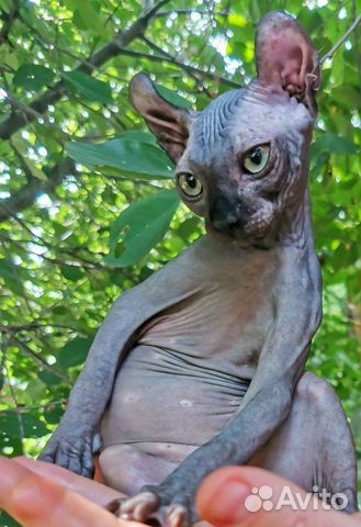 Чёрный как ночь. Эльфик