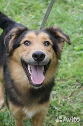 Детство шенка не должно быть за решеткой