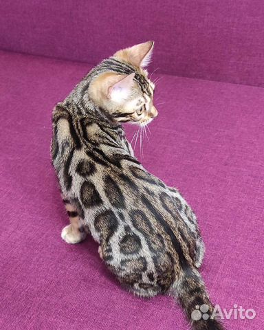 Роскошная бенгальская кошка