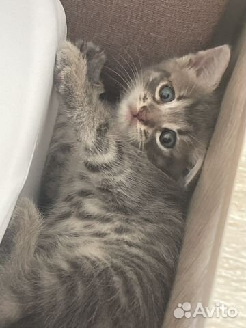 Котёнок 2 месяца