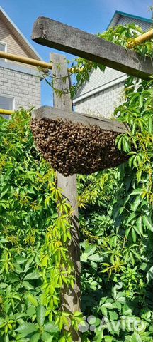 Продам пчел