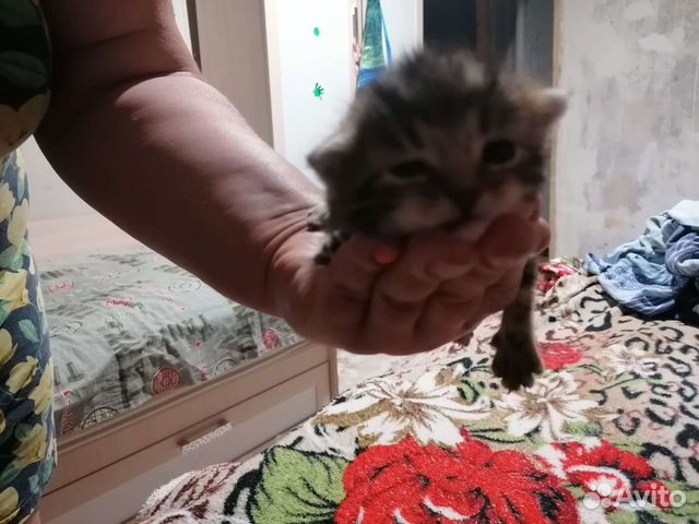 Котики. Вислоухие