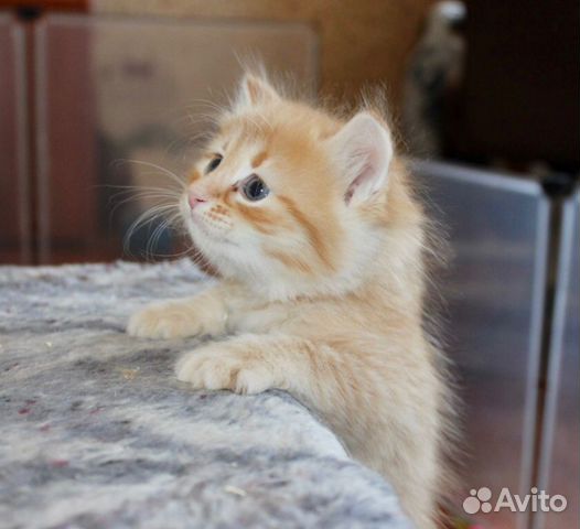 Породистый Сибирский кот
