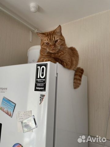 Кошечка в добрые руки