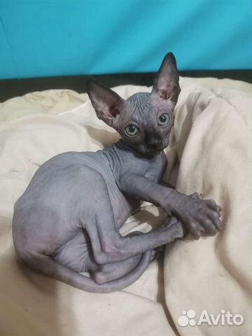 Канадский сфинкс голубые