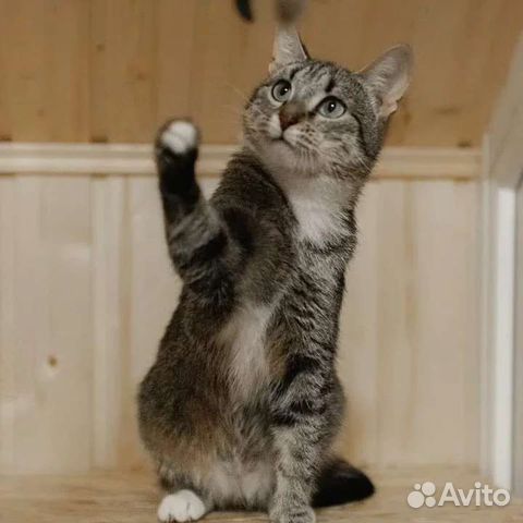 Кошка в дар